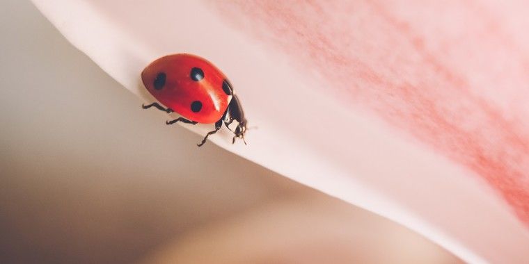 Join the Picture Insects Photo Contest and win Polaroid Snap Touch ...